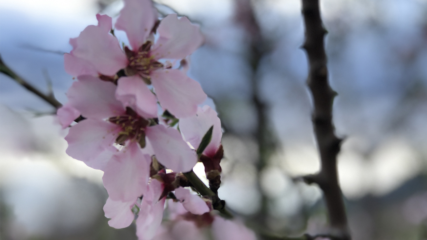 Florecer . Y tu dónde estas ahora? - Bibiana Badenes